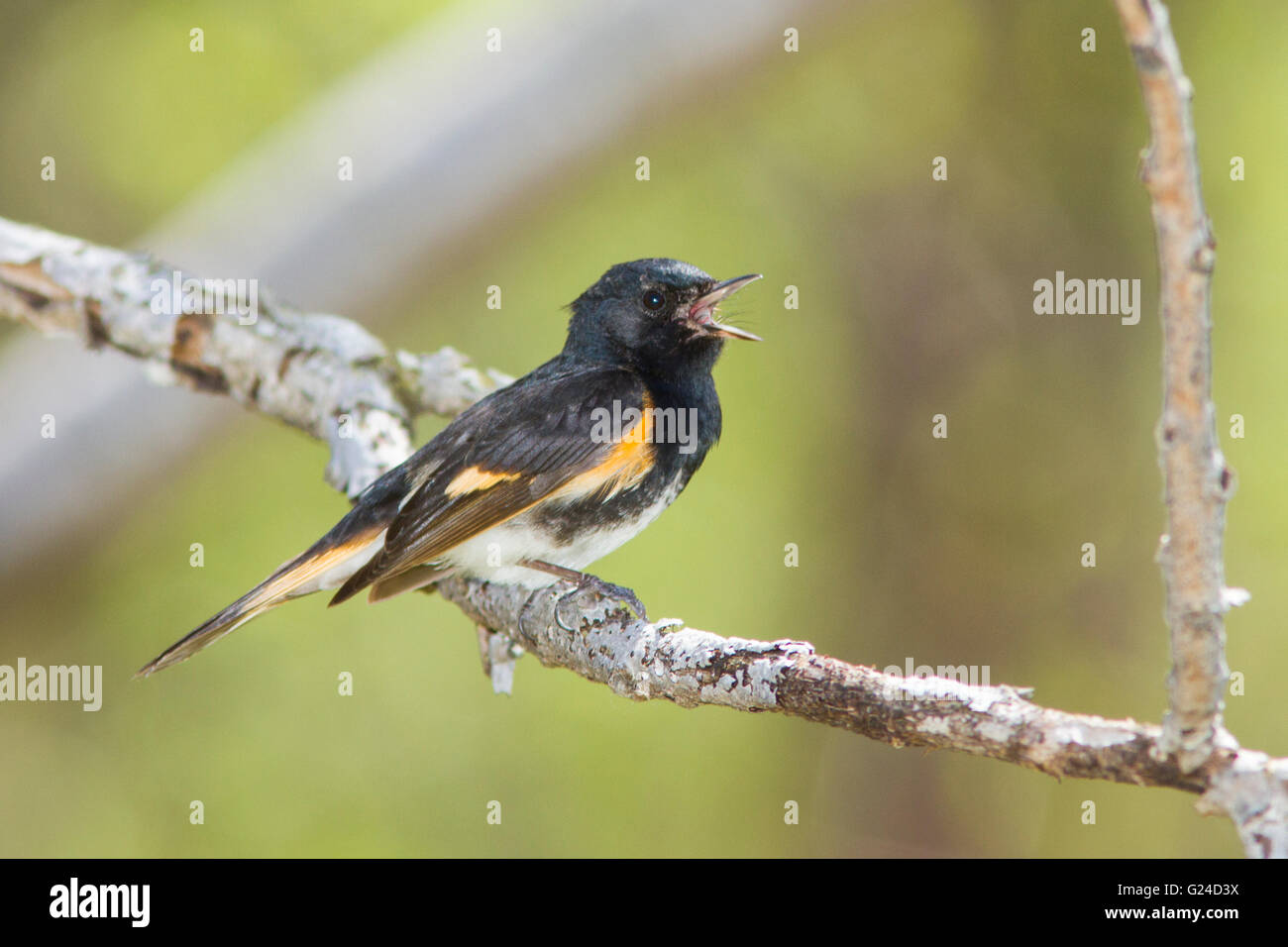 Male American redstart (Setophaga ruticilla) singing in spring Stock ...