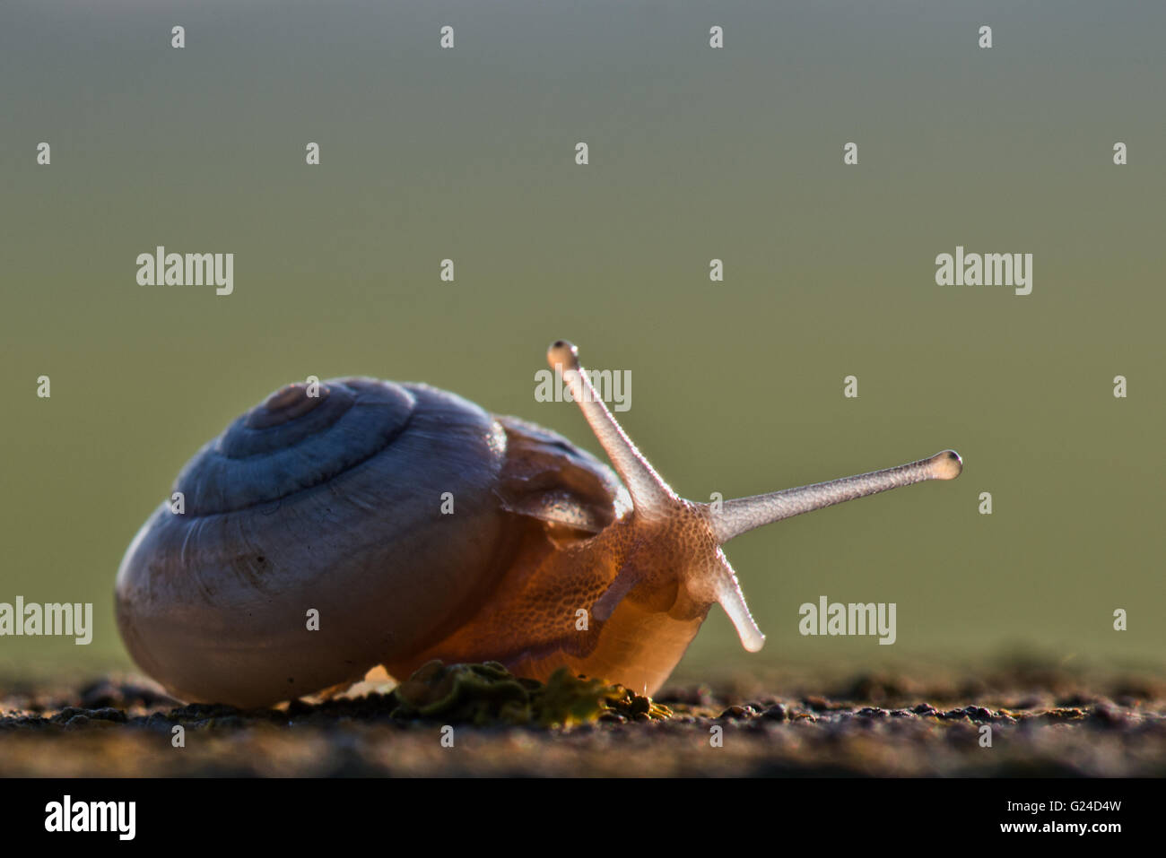 Mollusc mollusca snail hi-res stock photography and images - Alamy