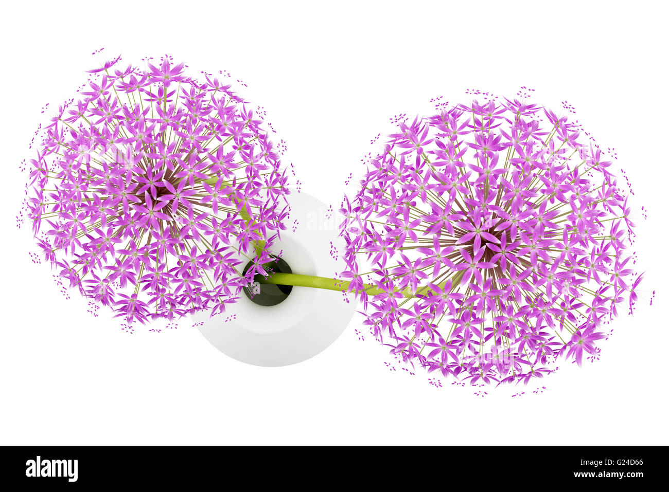 top view of purple flowers in vase isolated on white background Stock ...