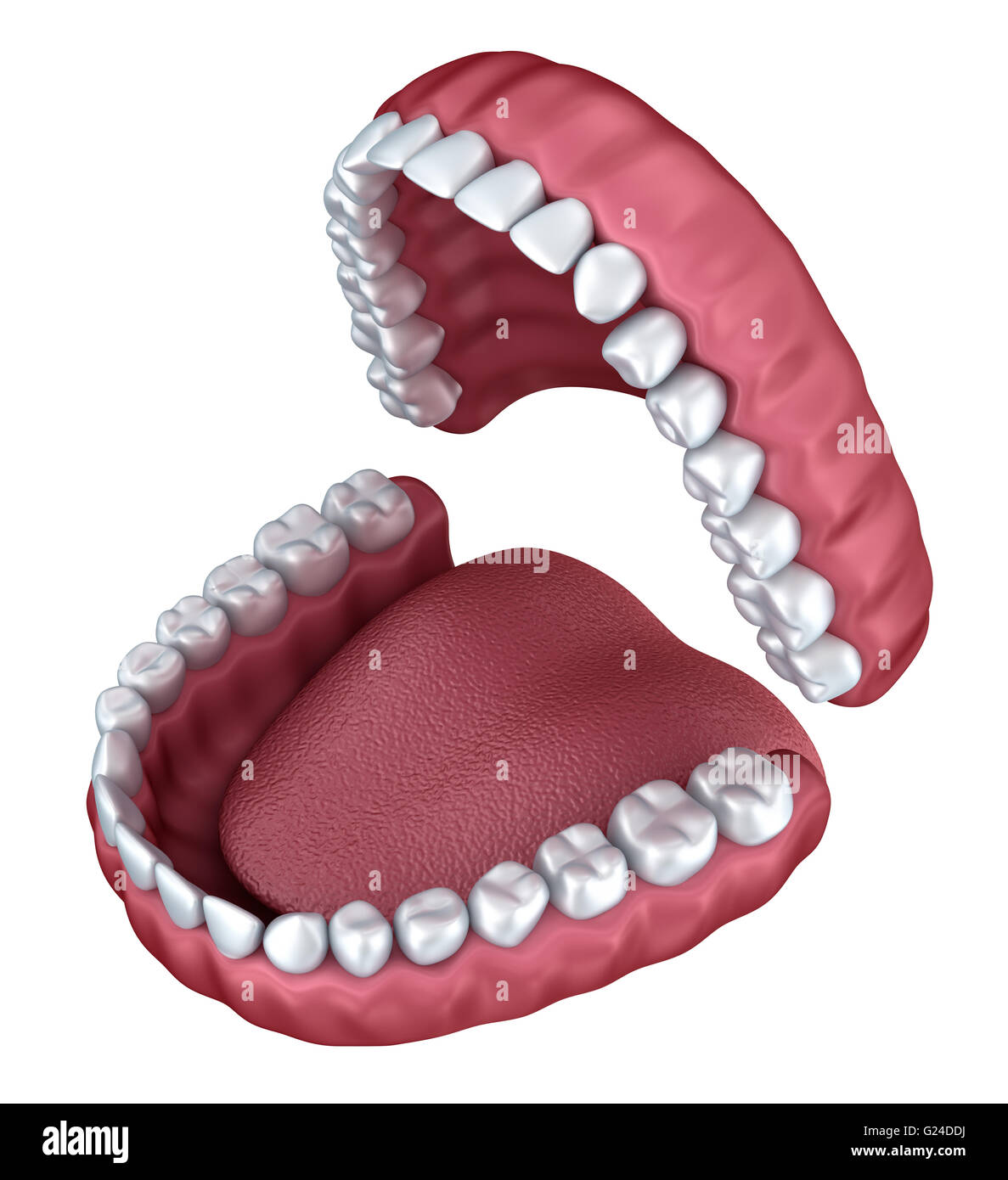 3d open denture isolated on hi-res stock photography and images - Alamy