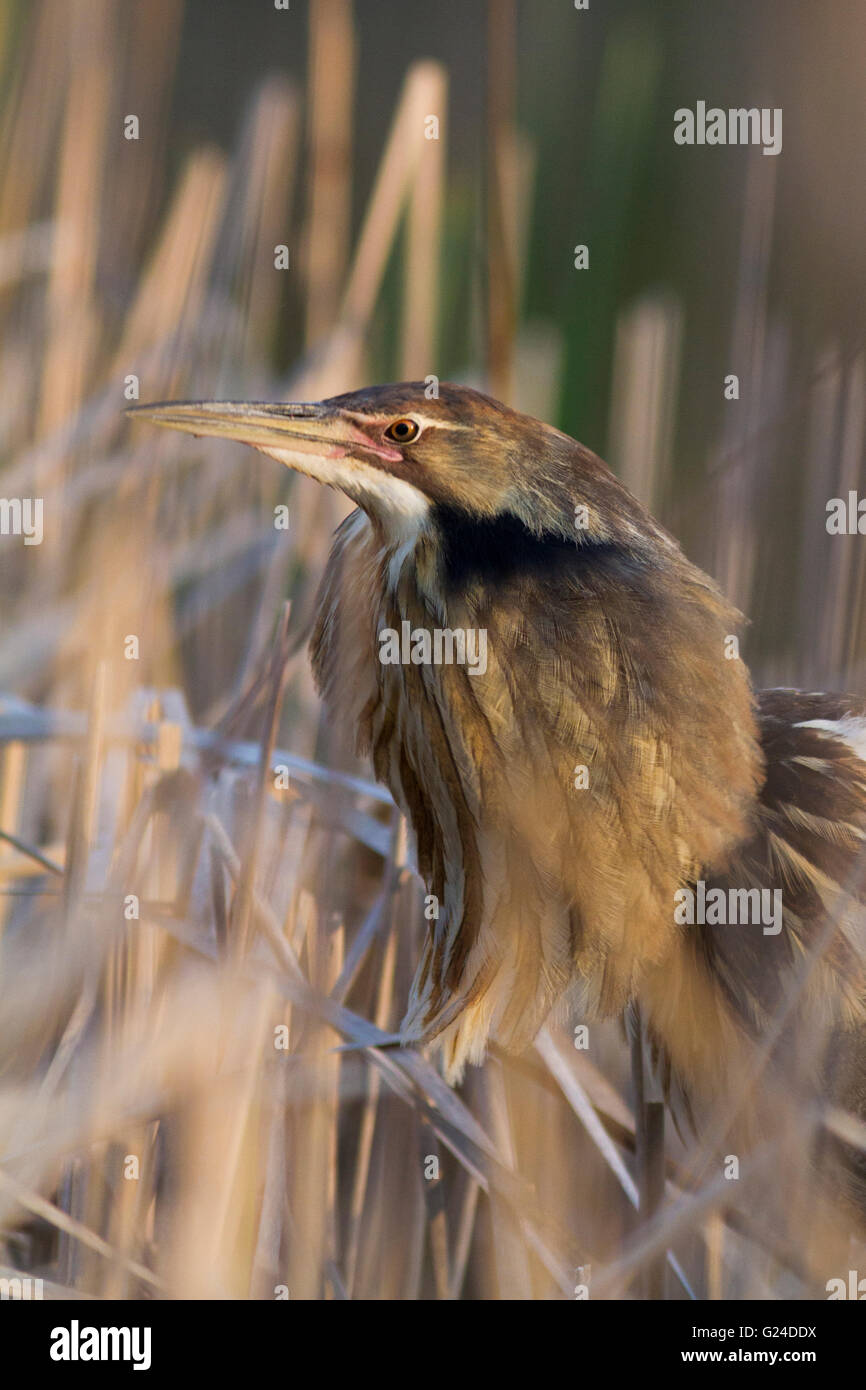 American bittern (Botaurus lentiginosus) displaying in spring Stock ...