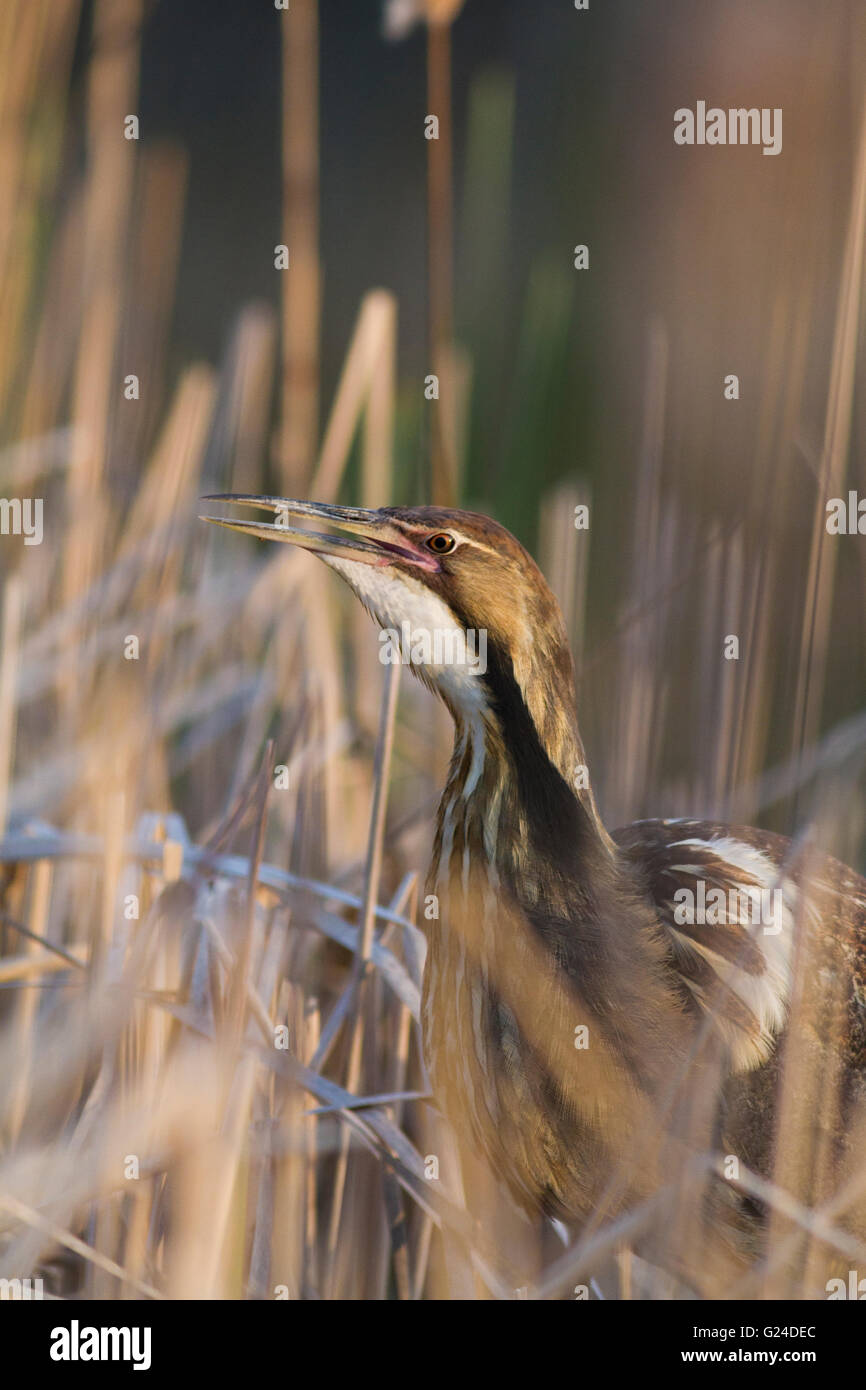 American bittern (Botaurus lentiginosus) displaying in spring Stock ...