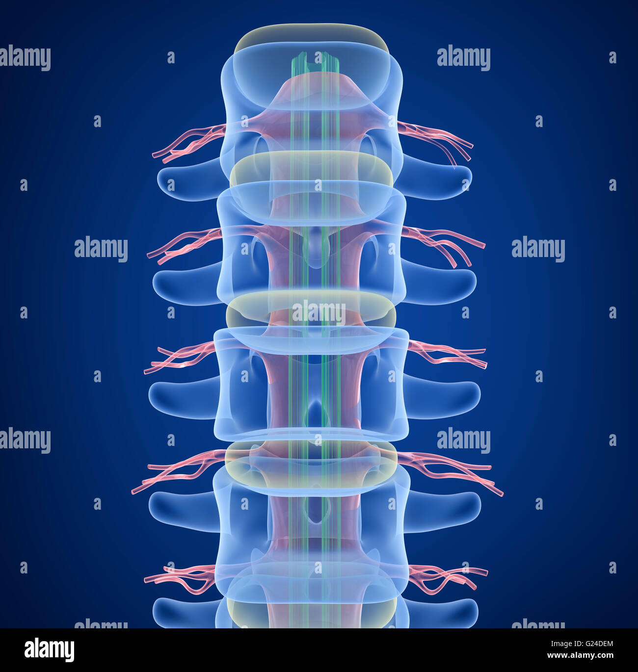 Human Spine x-ray view, 3D render Stock Photo - Alamy