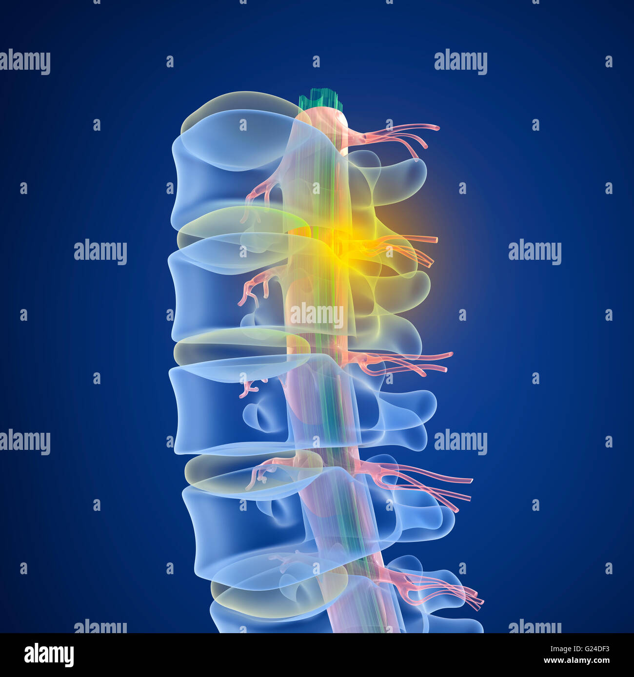 Human Spine x-ray view, 3D render Stock Photo - Alamy