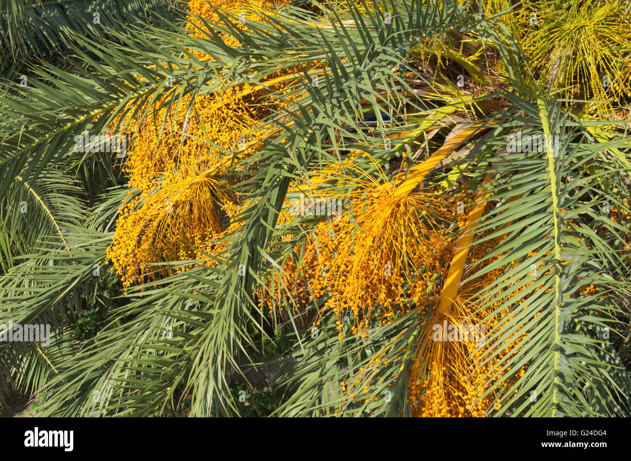 Date cluster hi-res stock photography and images - Alamy