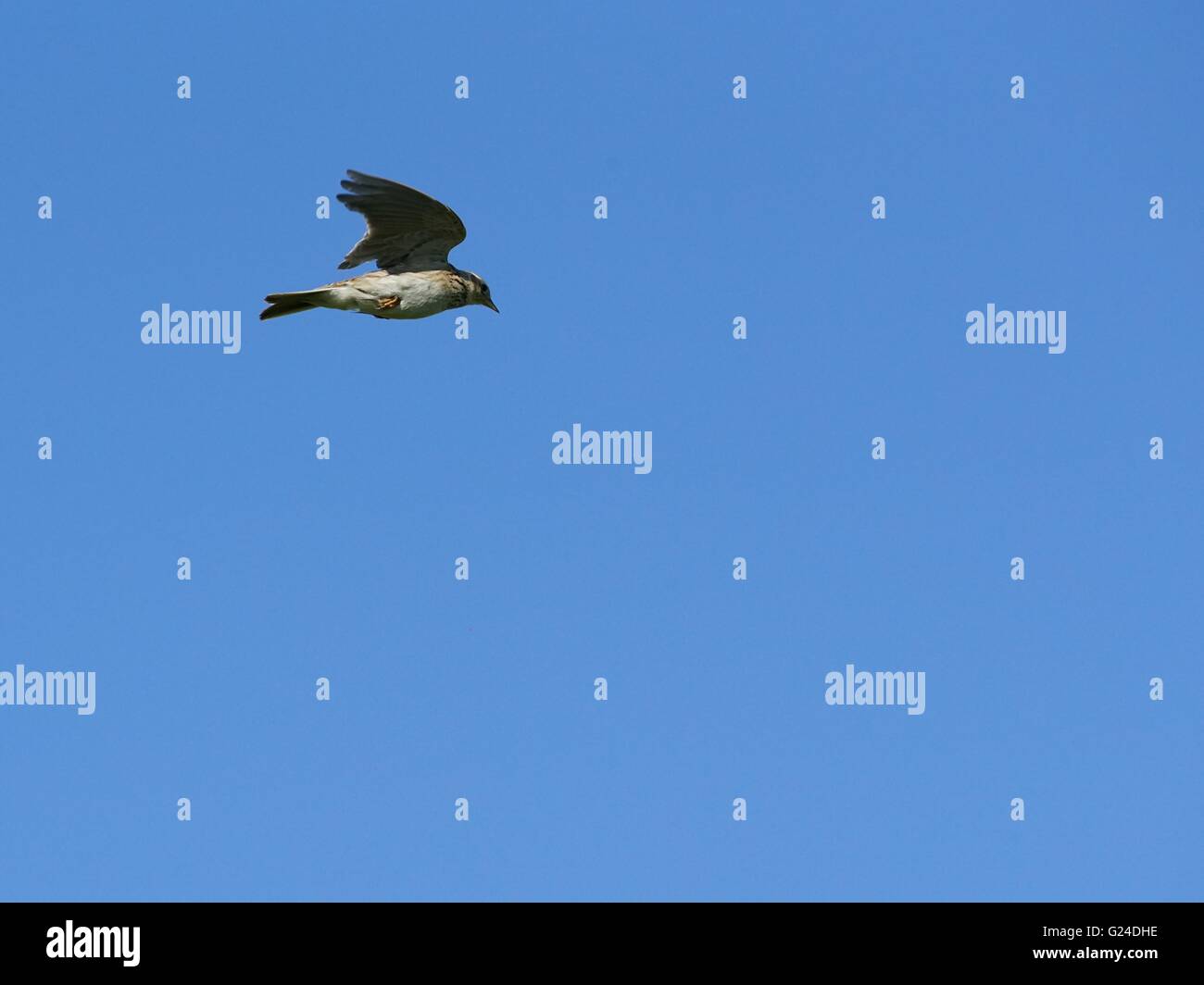 Skylark in mid air singing as it climbs vertically - The Lark Ascending ...