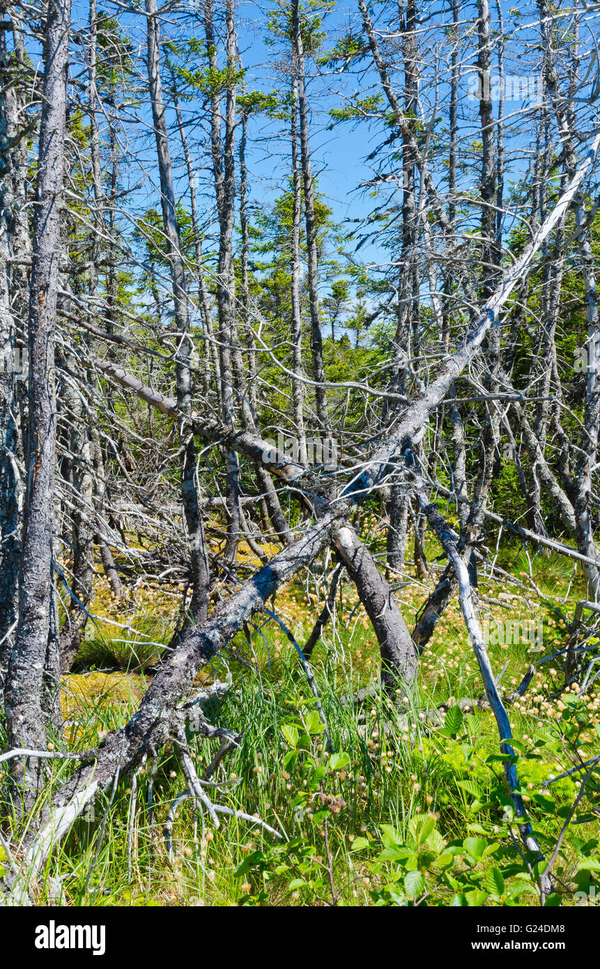 Dry spruce forest in the Gros Morne National Park Stock Photo - Alamy