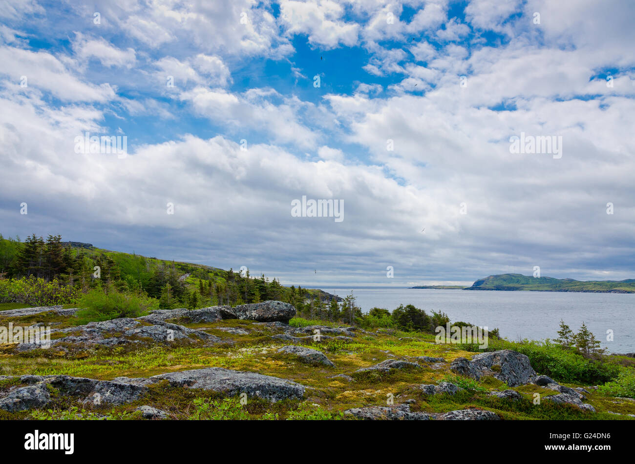 Newfoundland coast in summer time Stock Photo - Alamy