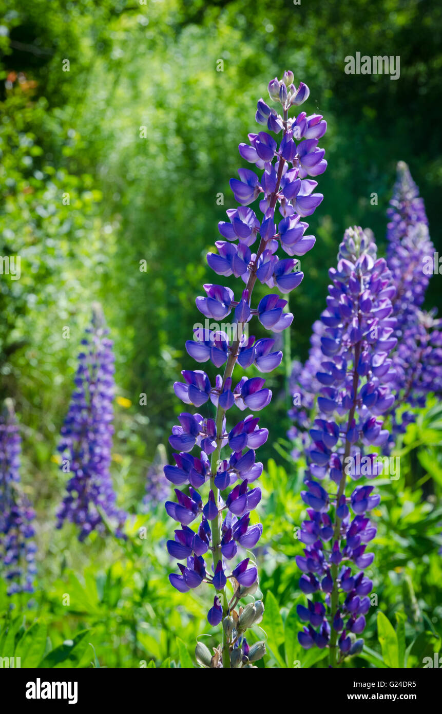 Purple and pink lupins wild flowers in Newfoundland in backlit Stock ...