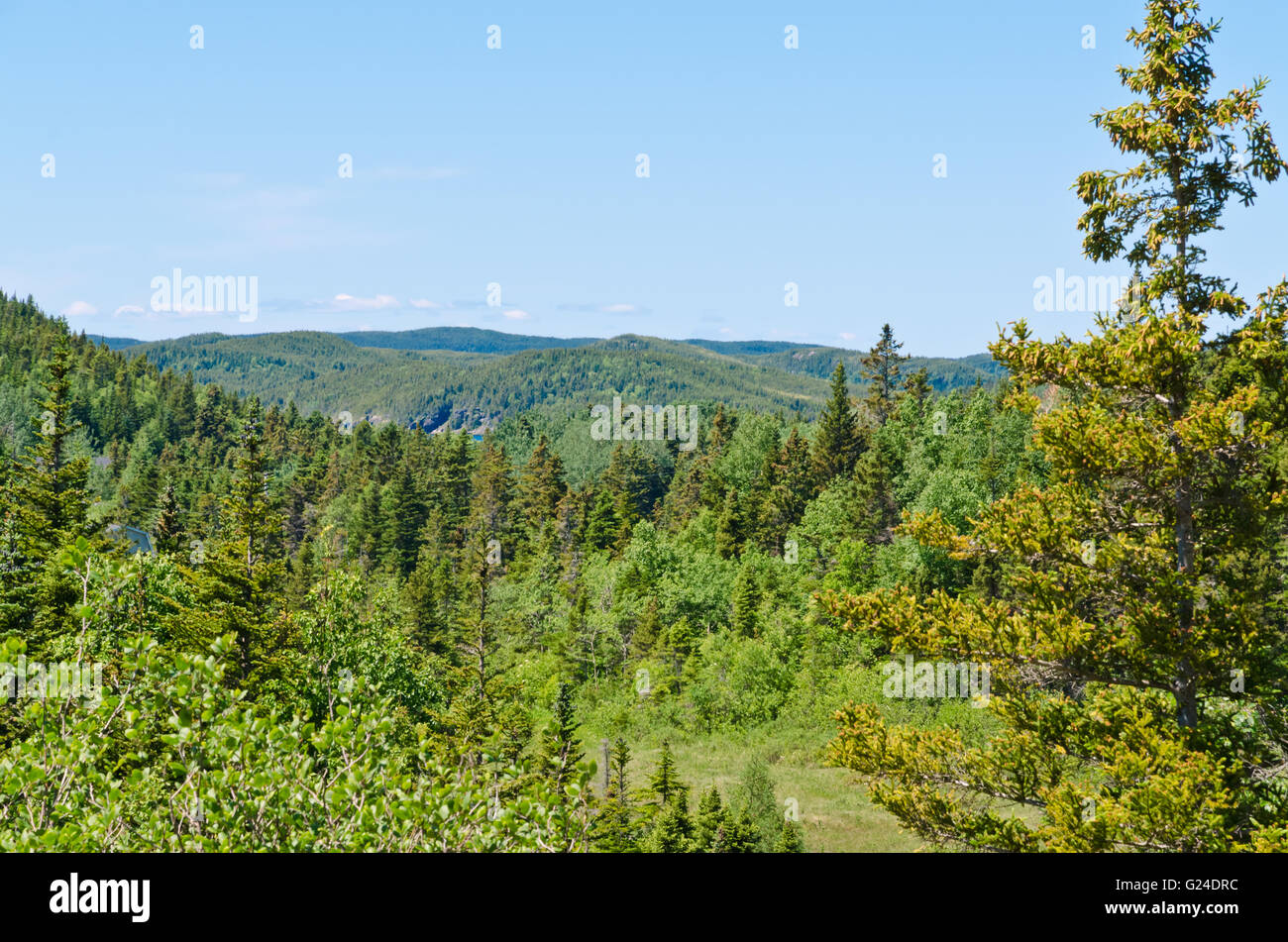 Forest landscape in Newfoundland, Canada in summer time Stock Photo - Alamy
