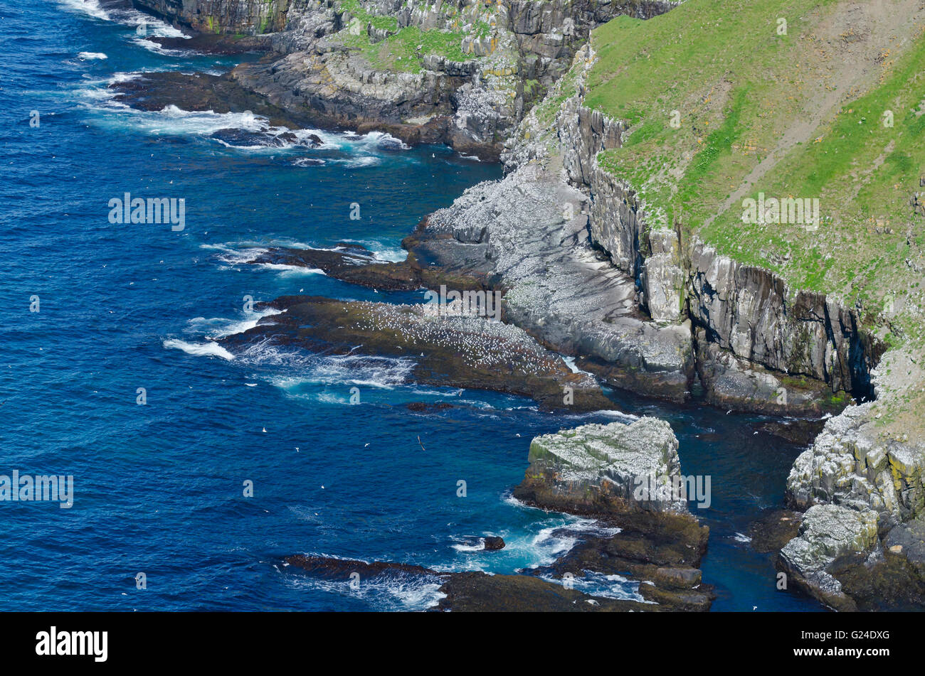Black newfoundland beach hi-res stock photography and images - Alamy
