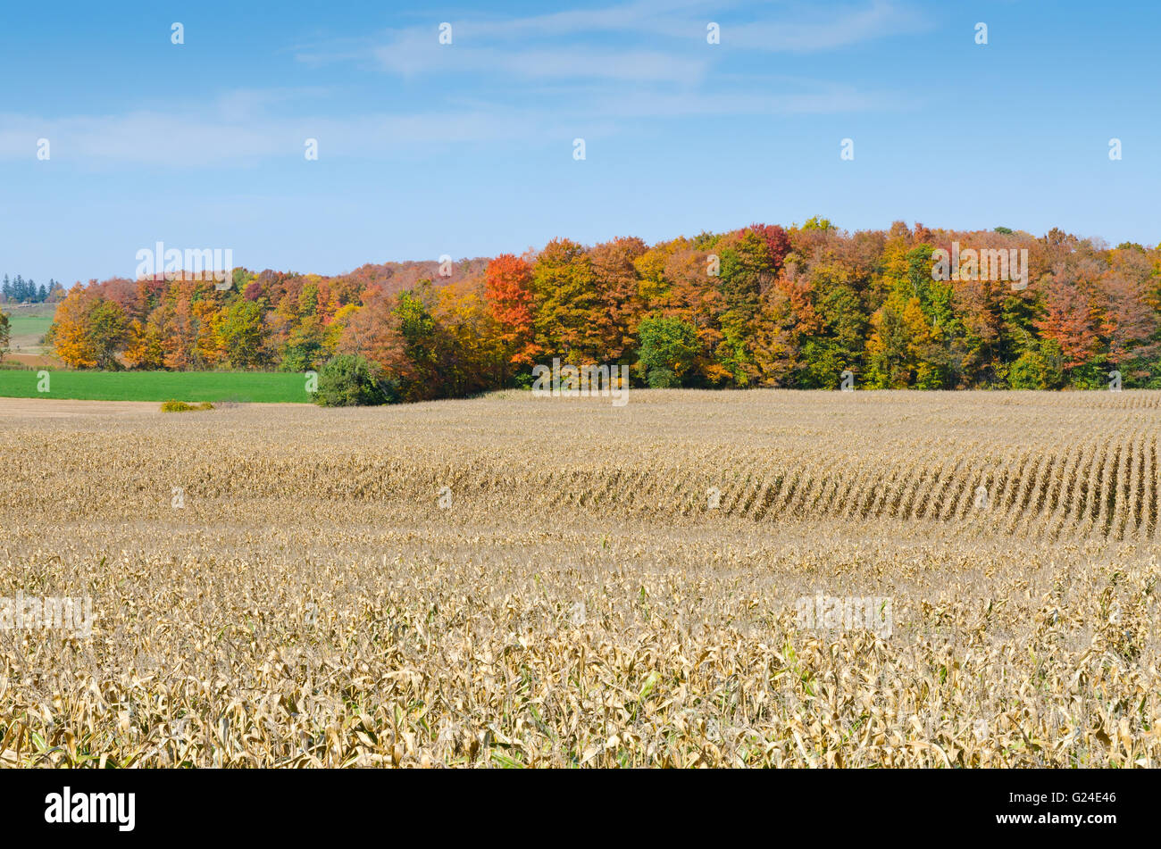 Field of corn being harvested on an autumn day Stock Photo - Alamy