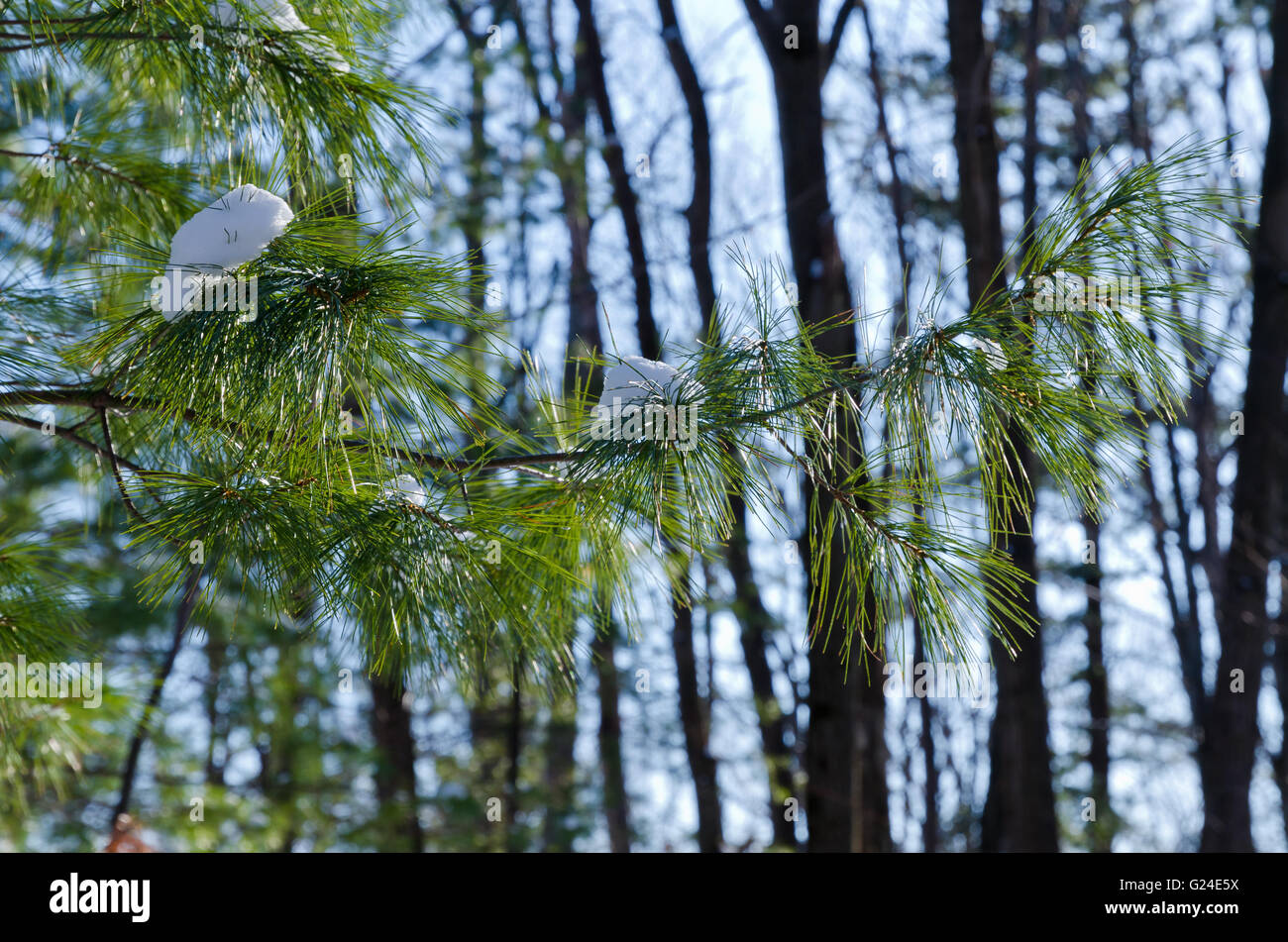 Canadian forest in winter time Stock Photo - Alamy