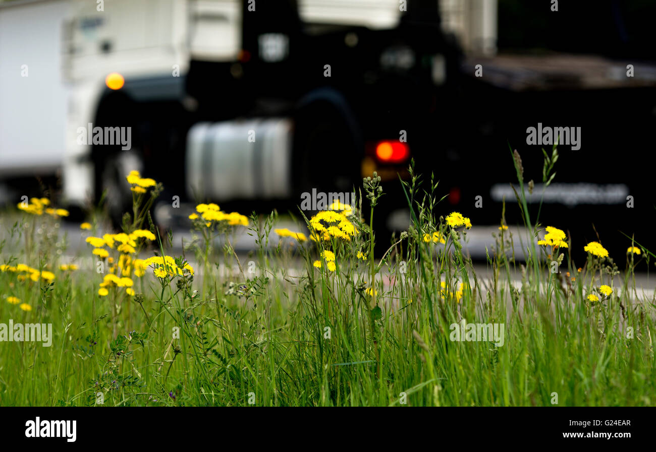 Flowers on the M40 motorway verge, Warwickshire, UK Stock Photo - Alamy