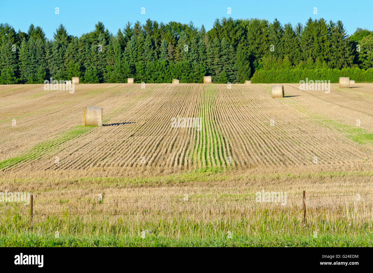 Canada goose corn field farm hi-res stock photography and images - Alamy