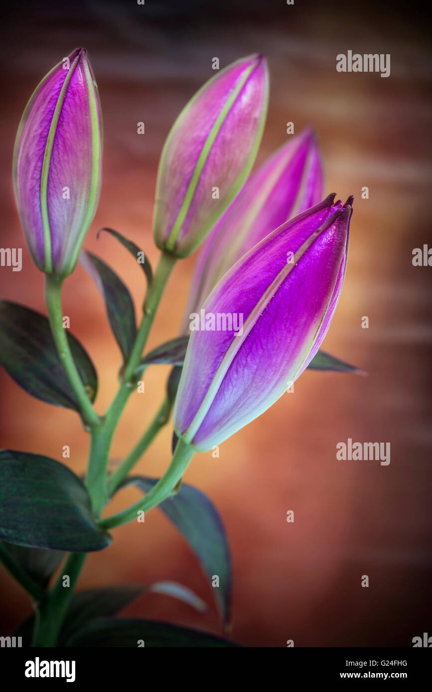 Colorful lily hi-res stock photography and images - Alamy