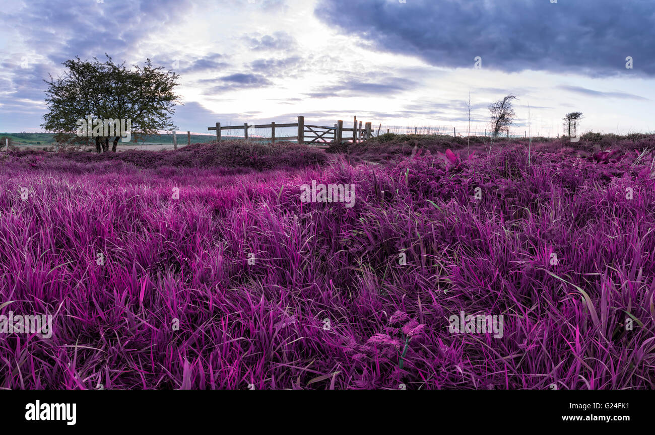 Stunning English countryside landscape over fields at sunset with ...