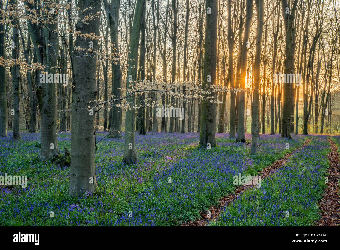 Beautiful landscape of bluebell forest in Spring in English countryside ...