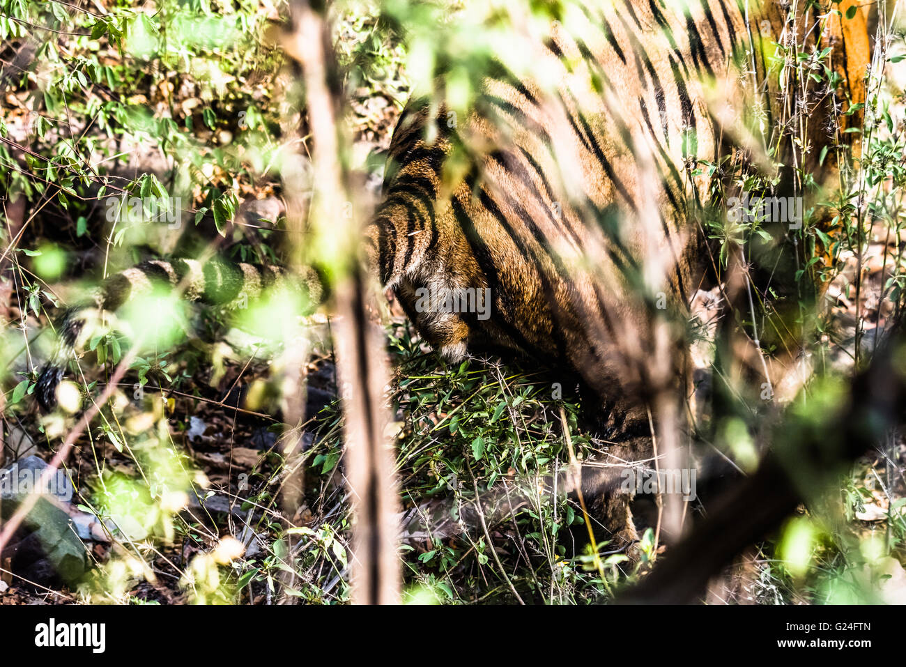 Royal Bengal Tiger named Ustaad from Ranthambore Tiger reserve ...