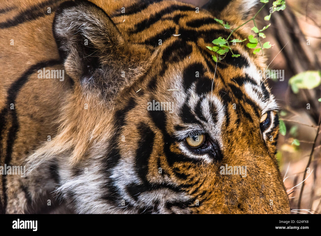 Royal Bengal Tiger named Ustaad from Ranthambore Tiger reserve ...