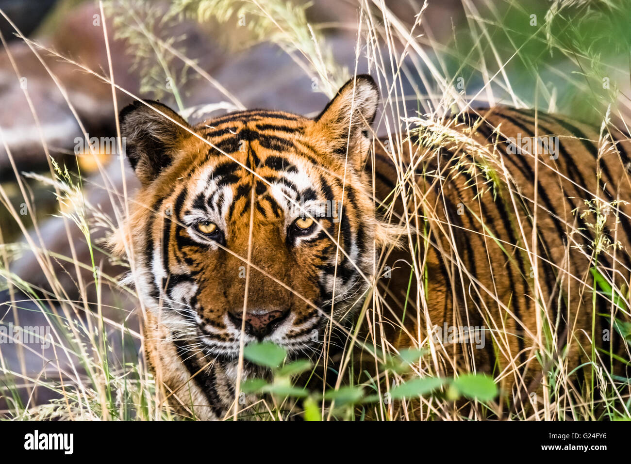 Royal Bengal Tiger named Ustaad from Ranthambore Tiger reserve ...