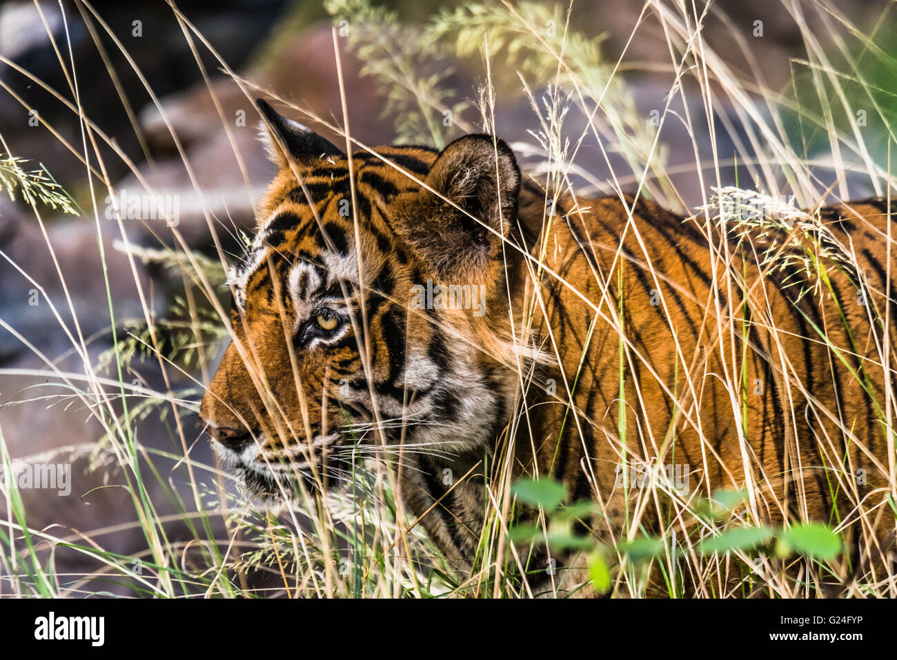 Royal Bengal Tiger named Ustaad from Ranthambore Tiger reserve ...