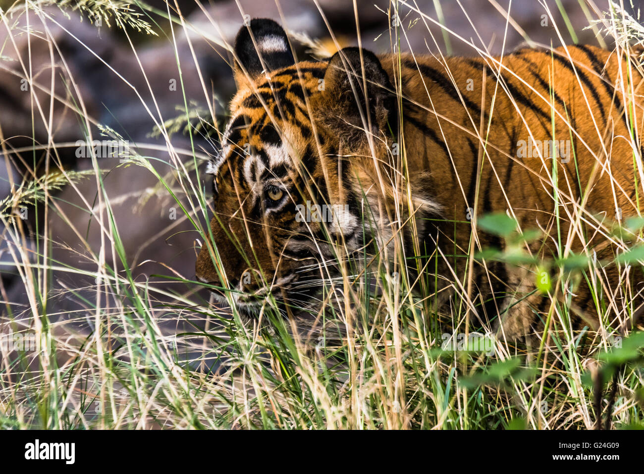 Royal Bengal Tiger named Ustaad from Ranthambore Tiger reserve ...