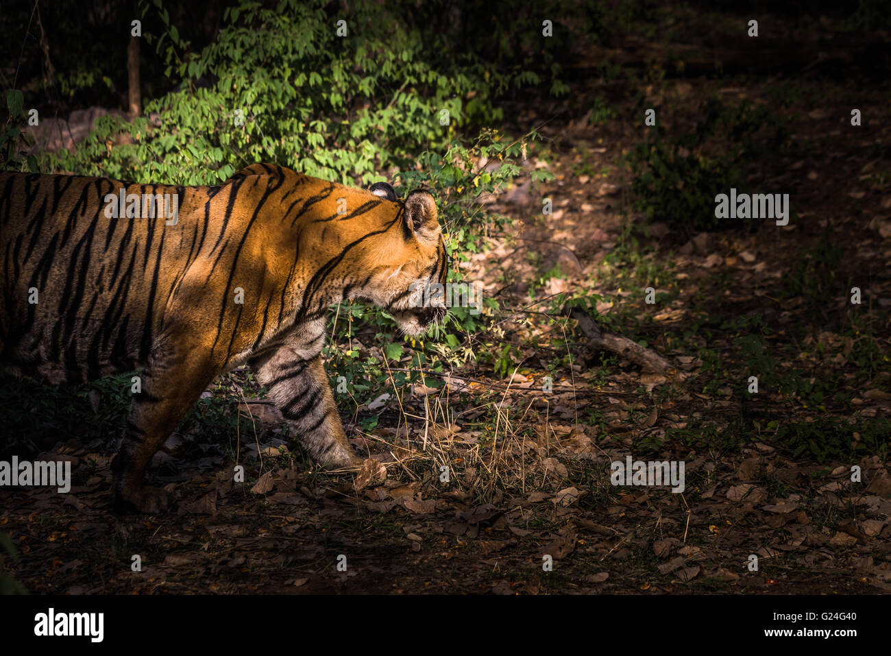 Royal Bengal Tiger named Ustaad from Ranthambore Tiger reserve ...
