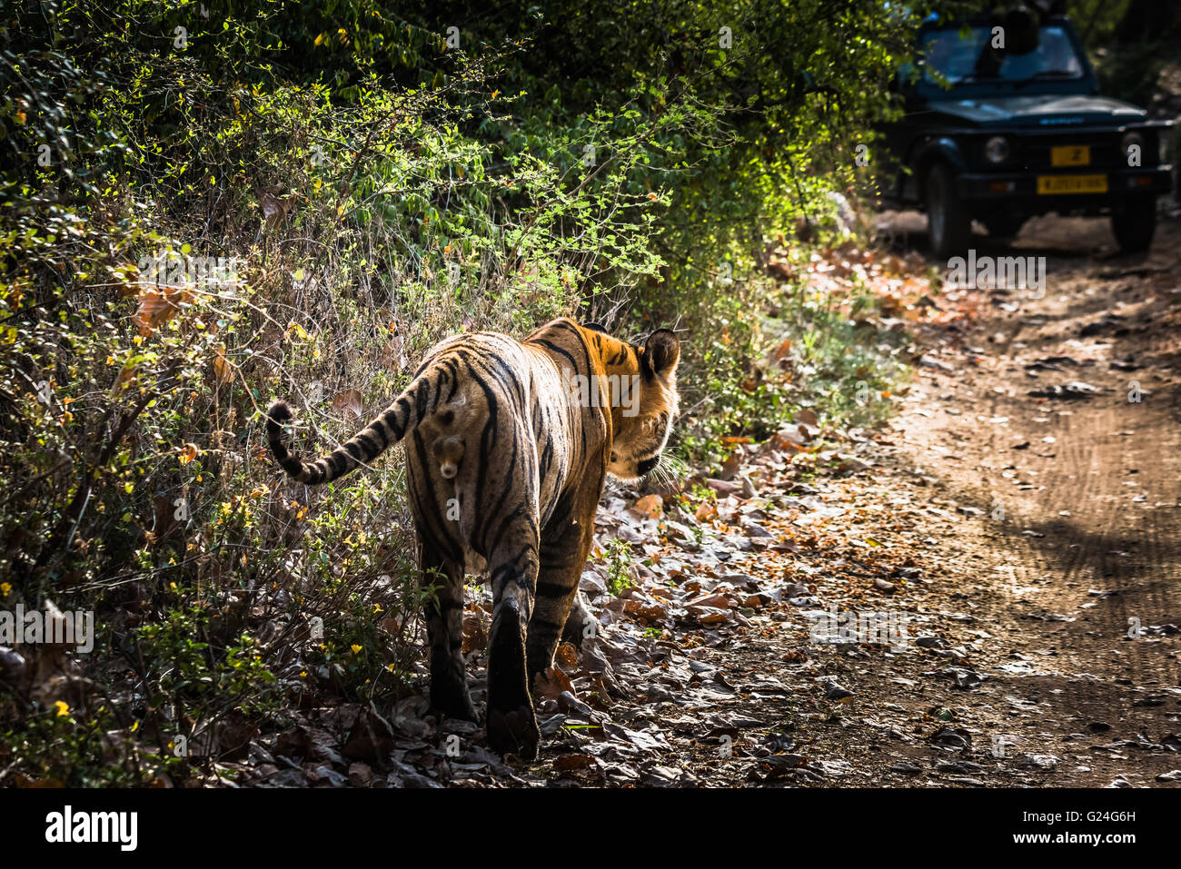 Royal Bengal Tiger named Ustaad from Ranthambore Tiger reserve ...