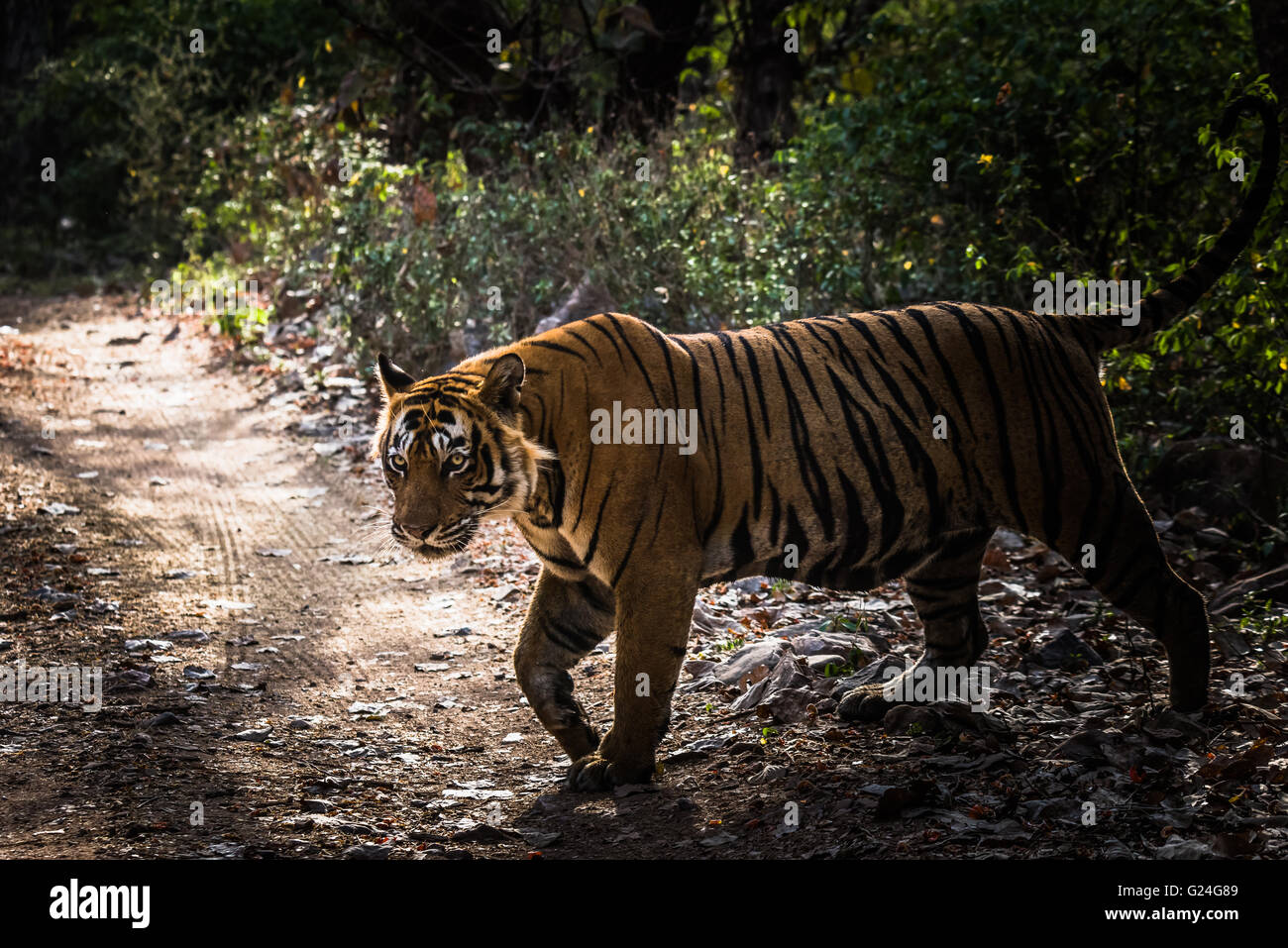 Royal Bengal Tiger named Ustaad from Ranthambore Tiger reserve ...