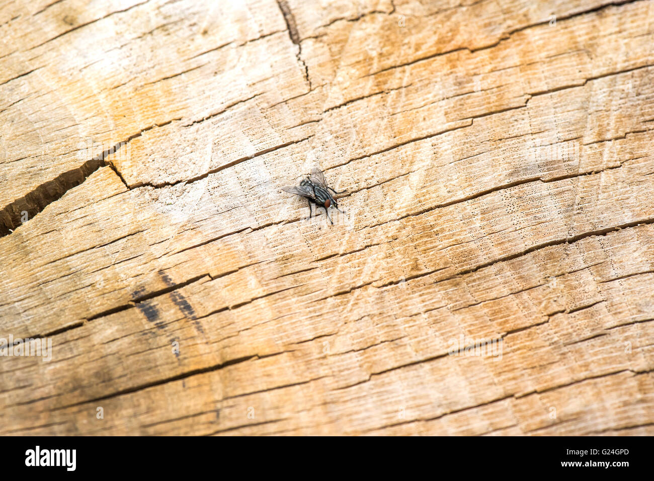 Old fly pattern hi-res stock photography and images - Alamy