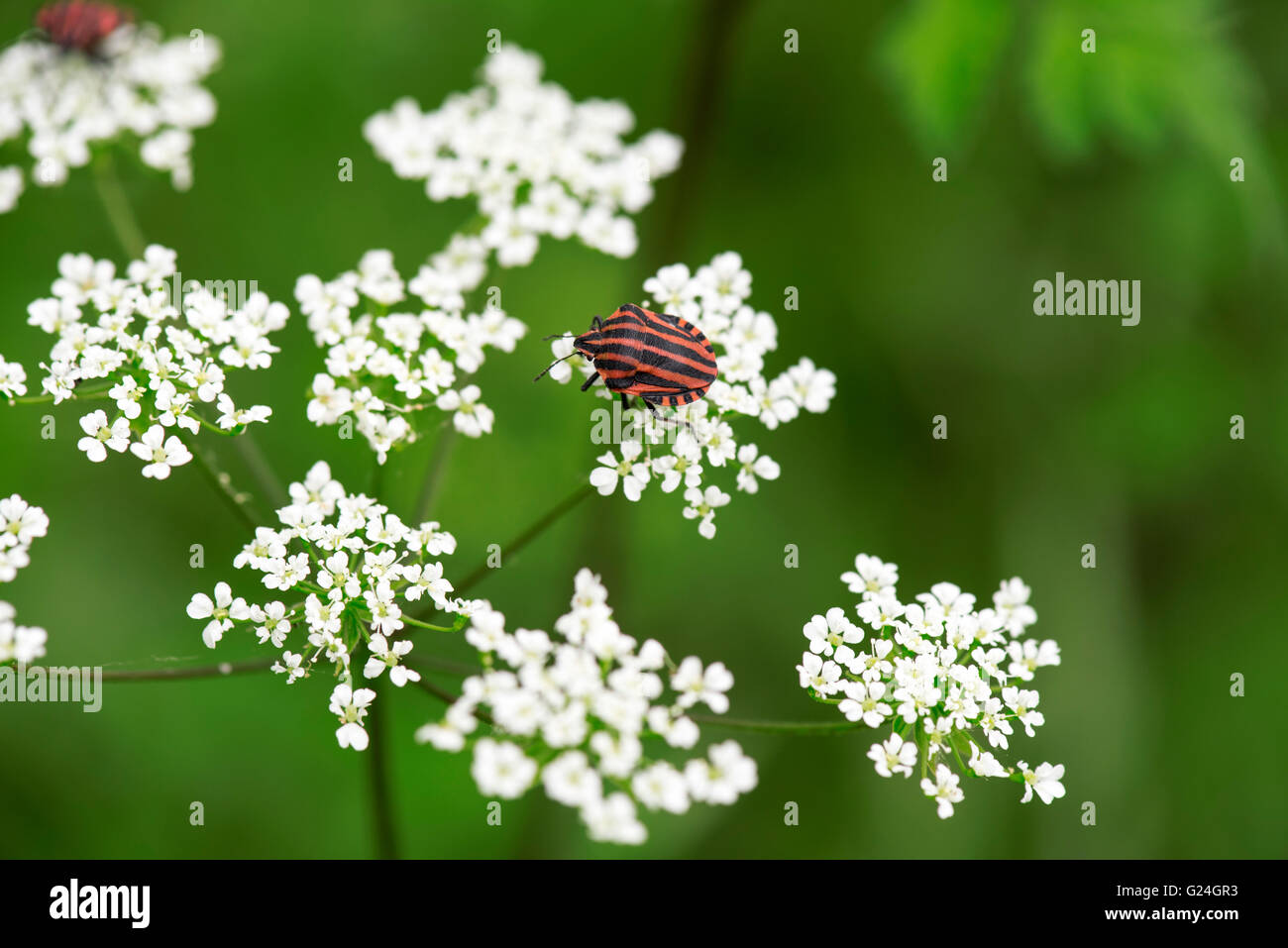 Red and black shield bug on white flower (Conopodium, Bulbocastano ...