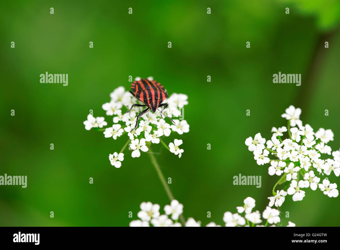 Red and black shield bug on white flower (Conopodium, Bulbocastano ...