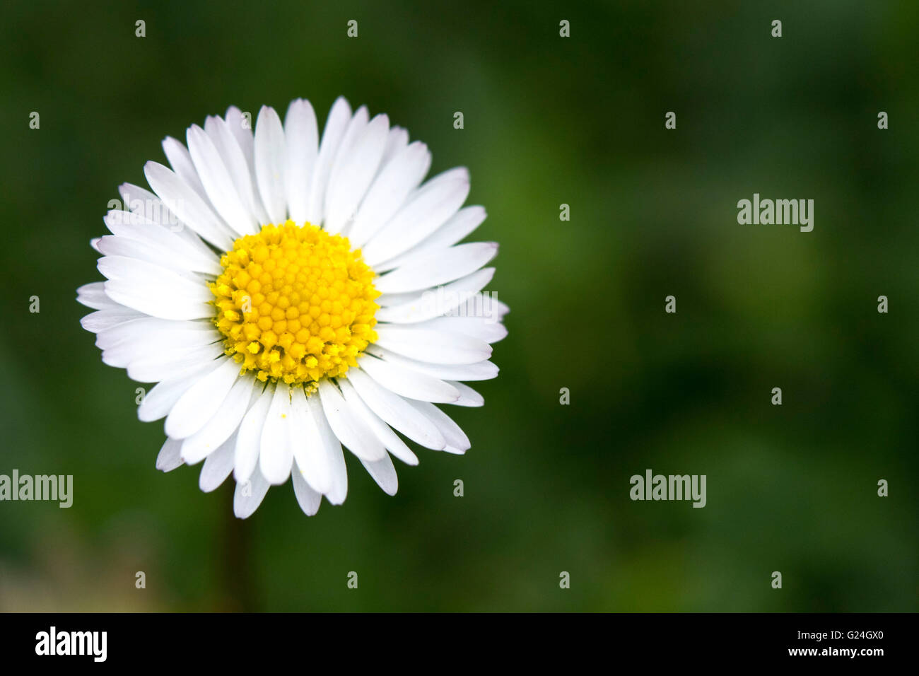 Daisy in green grass Stock Photo - Alamy