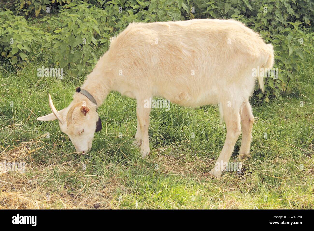 Sheep goat lamb hi-res stock photography and images - Alamy