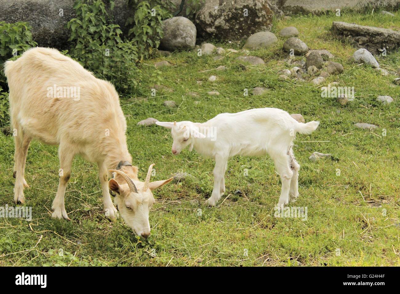 Mother goat hi-res stock photography and images - Alamy