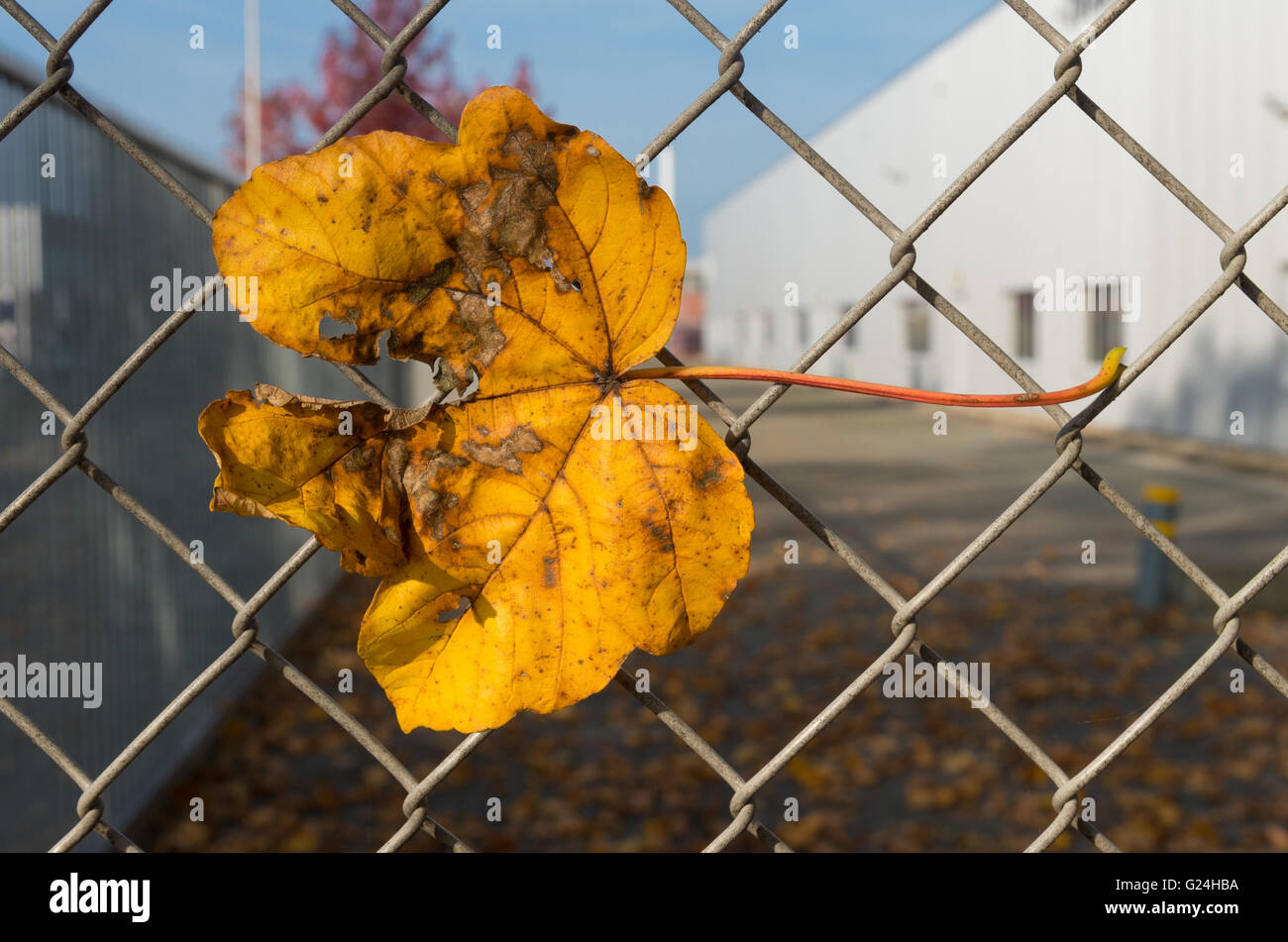 yellow maple leave caught on a wire fence Stock Photo - Alamy