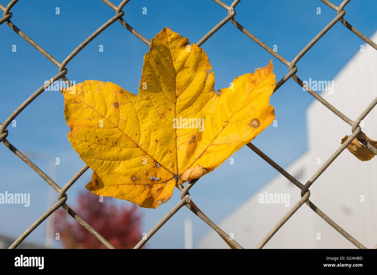 yellow maple leave caught on a wire fence Stock Photo - Alamy