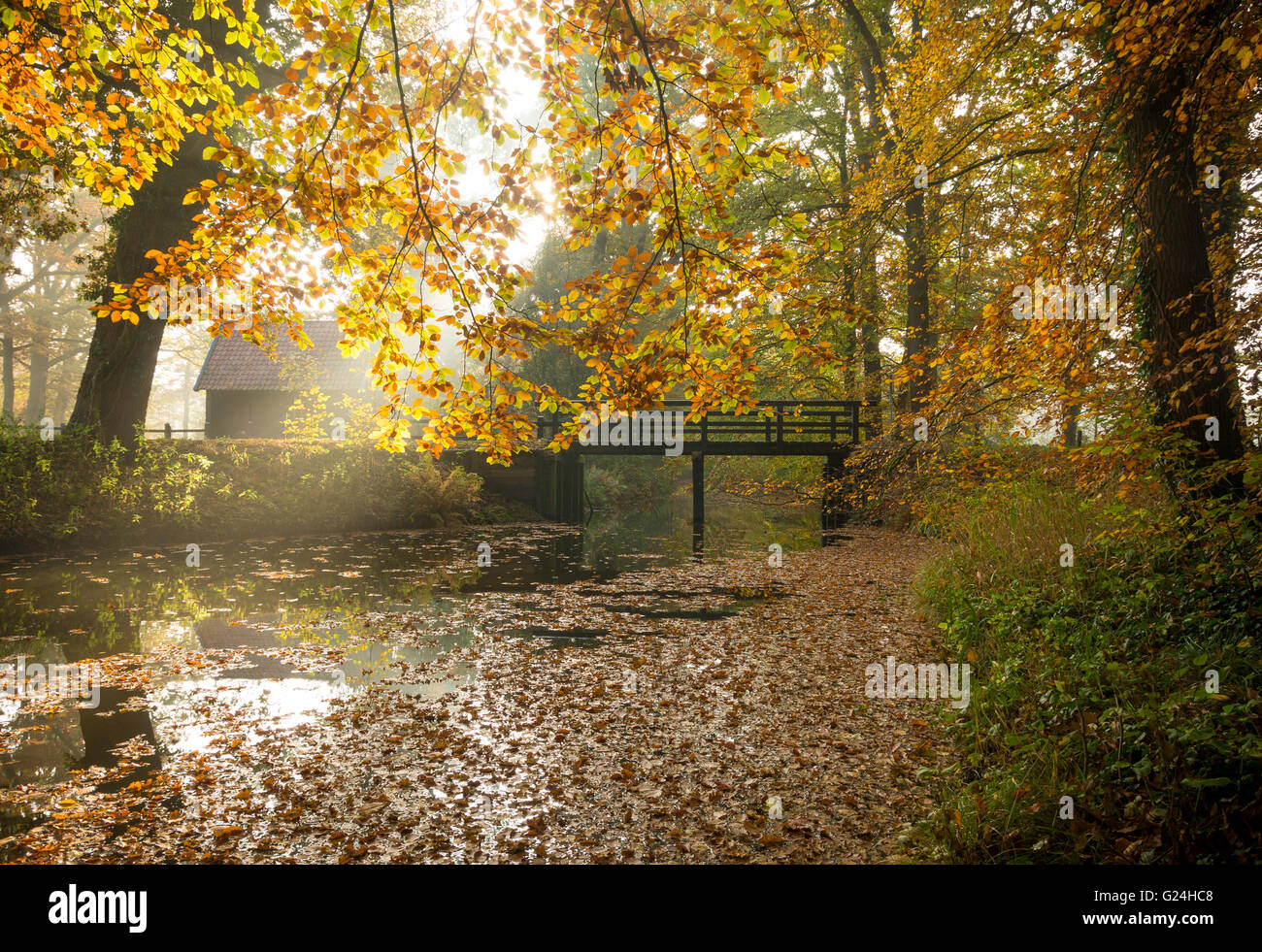 wooden bridge over a small ditch in an autumn forest Stock Photo - Alamy