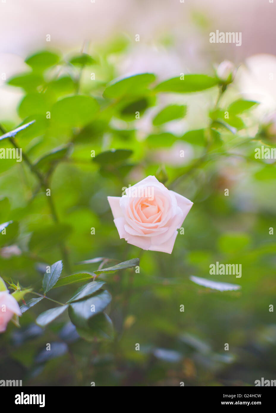 White rose with leaves hi-res stock photography and images - Alamy