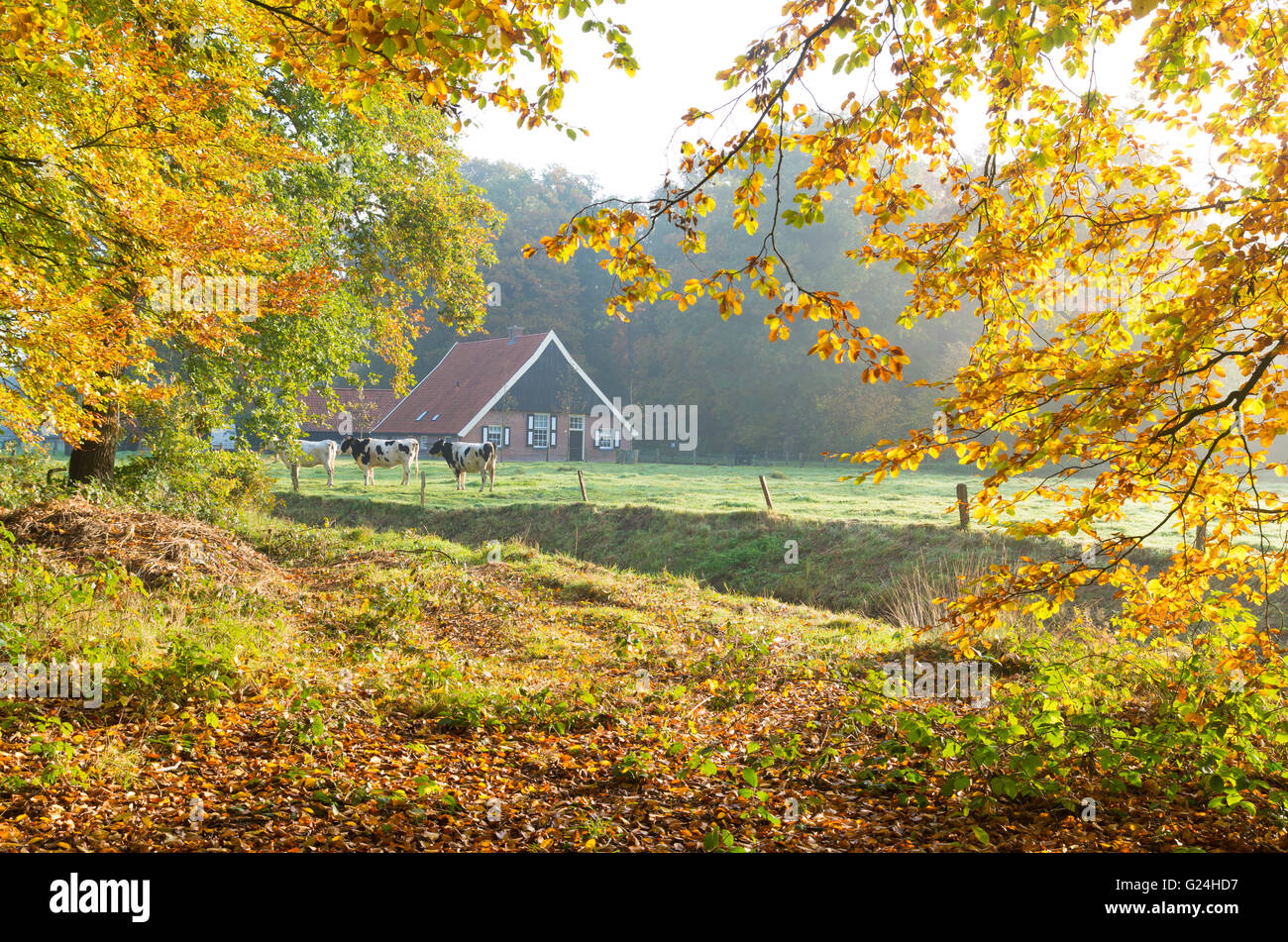Dutch farm scene hi-res stock photography and images - Alamy