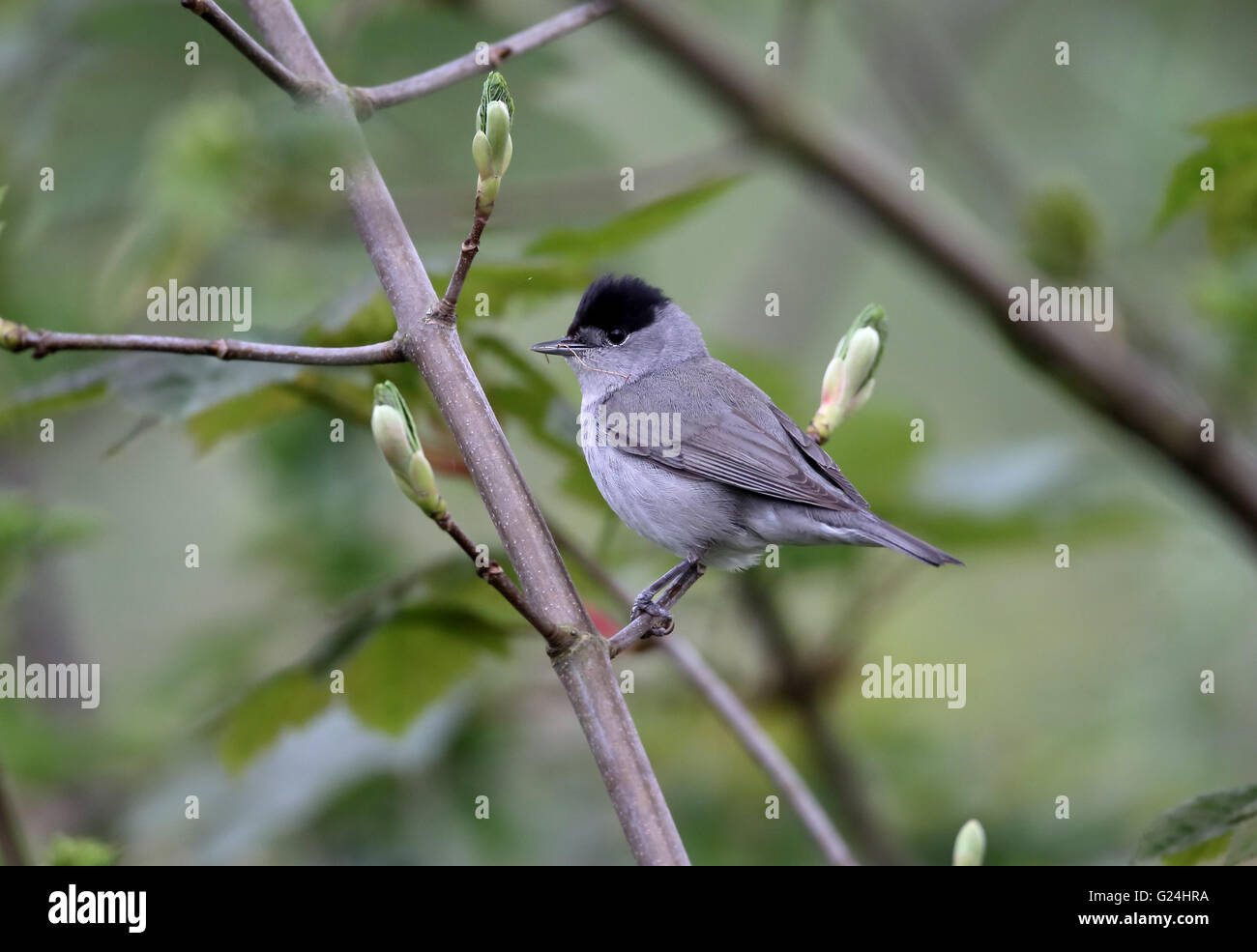 Black cap bird uk hi-res stock photography and images - Alamy