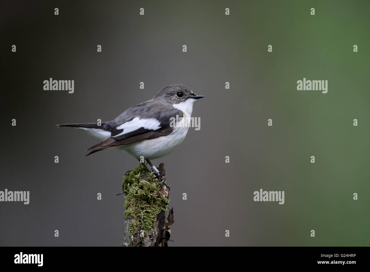 Pied flycatcher, Ficedula hypoleuca, single male on branch ...
