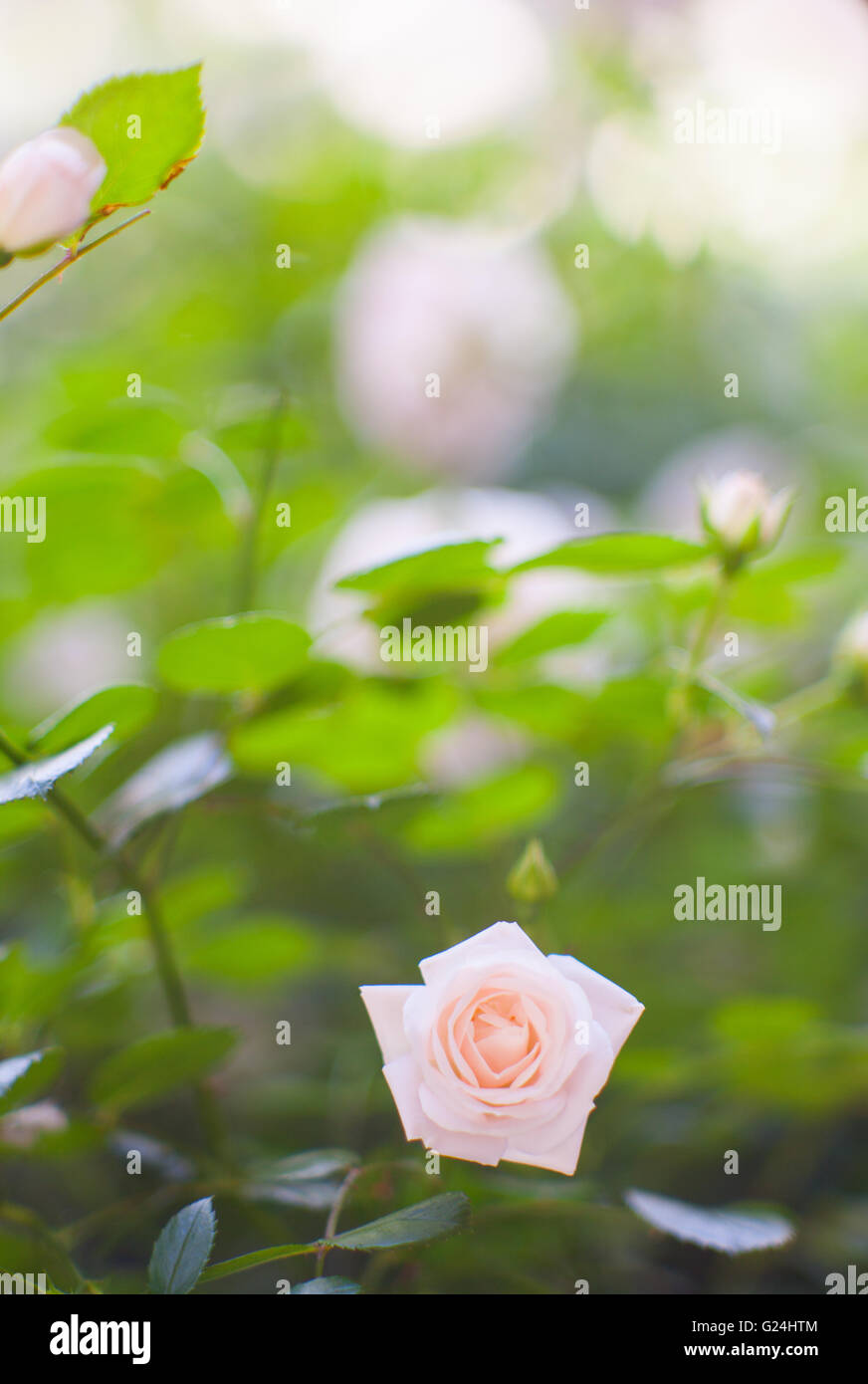 View of white rose and leaves Stock Photo - Alamy
