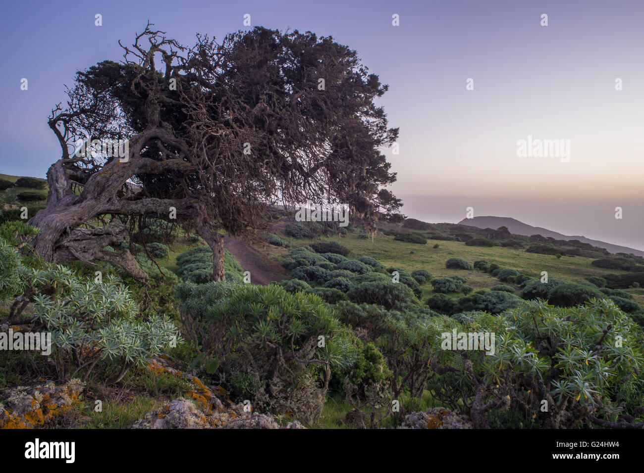 Sabina tree hi-res stock photography and images - Alamy