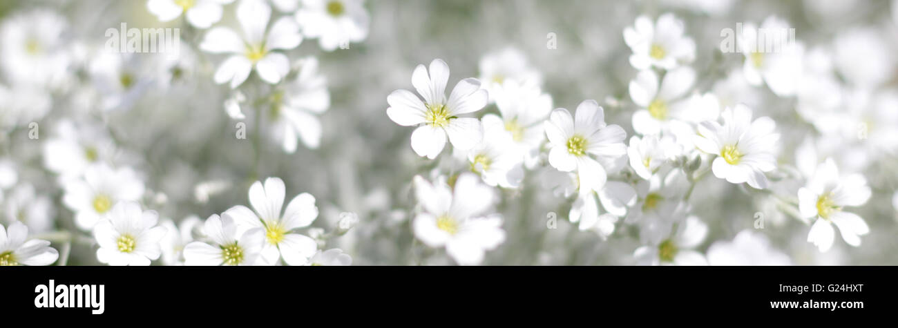 white spring flowers field - springtime background Stock Photo - Alamy