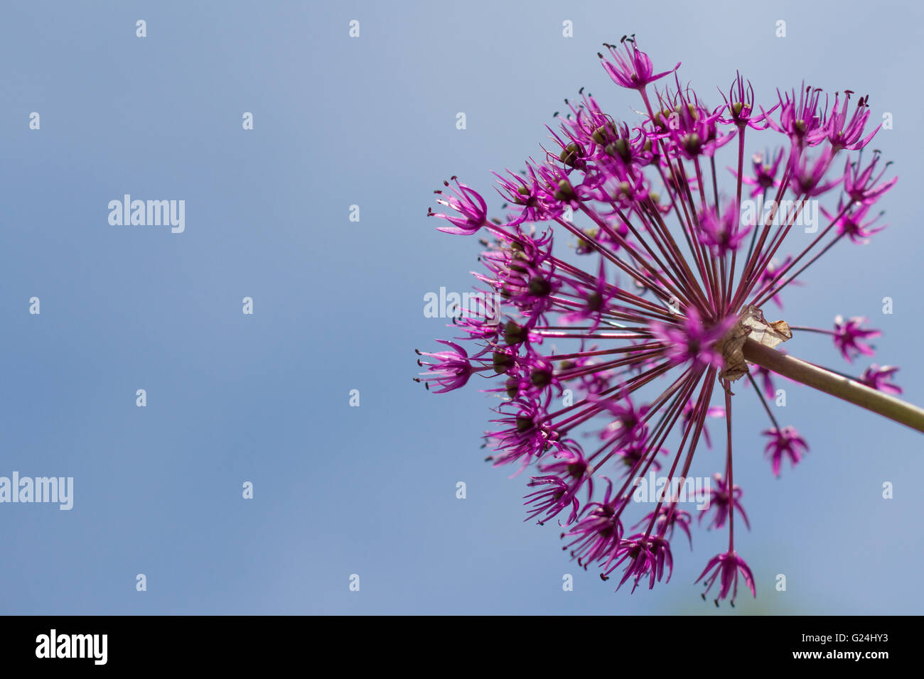 Beautiful sky on spring hi-res stock photography and images - Alamy