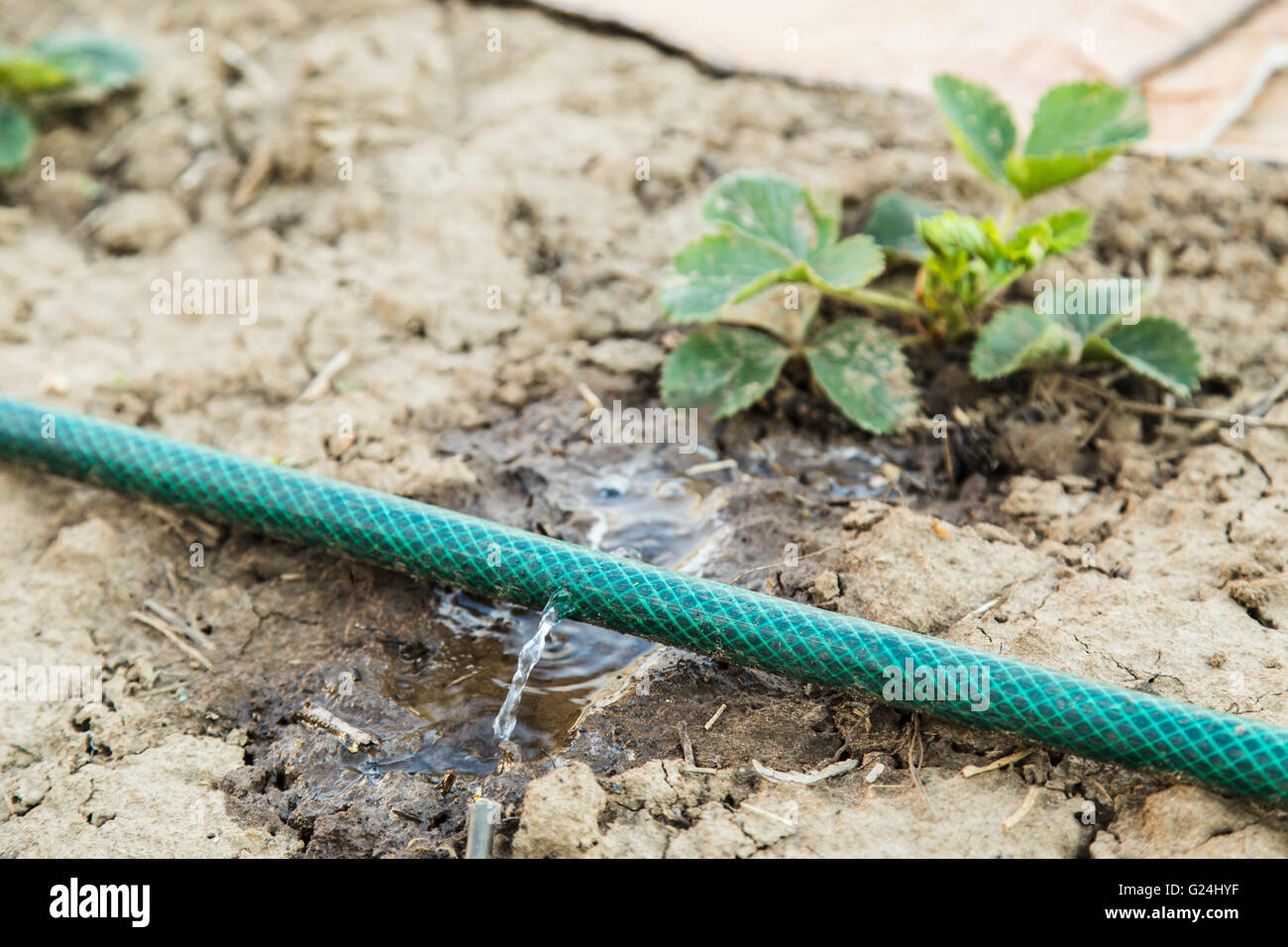 Garden hose with sprinkler spraying fresh water Stock Photo - Alamy