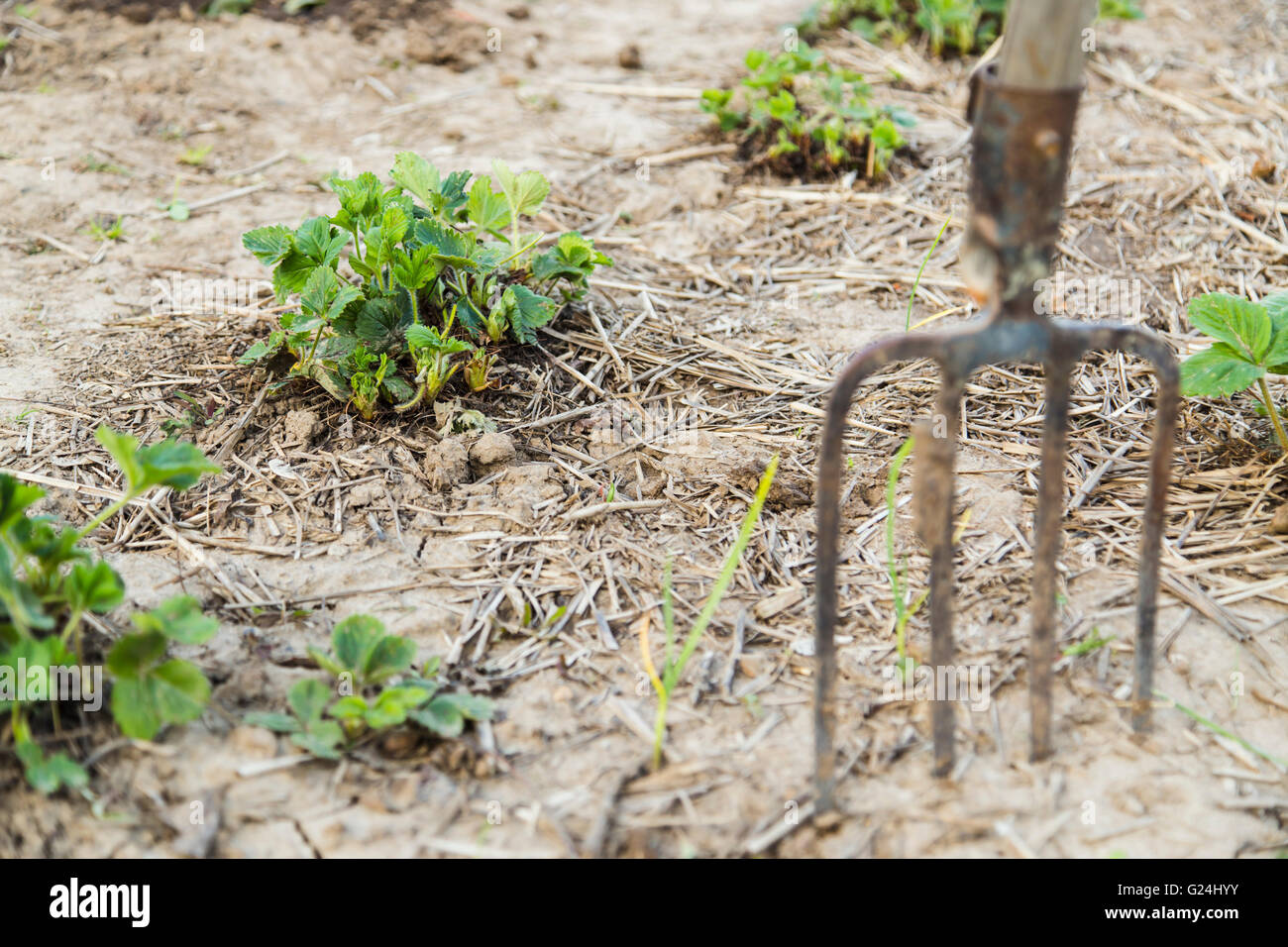 Dig in green manure hi-res stock photography and images - Alamy