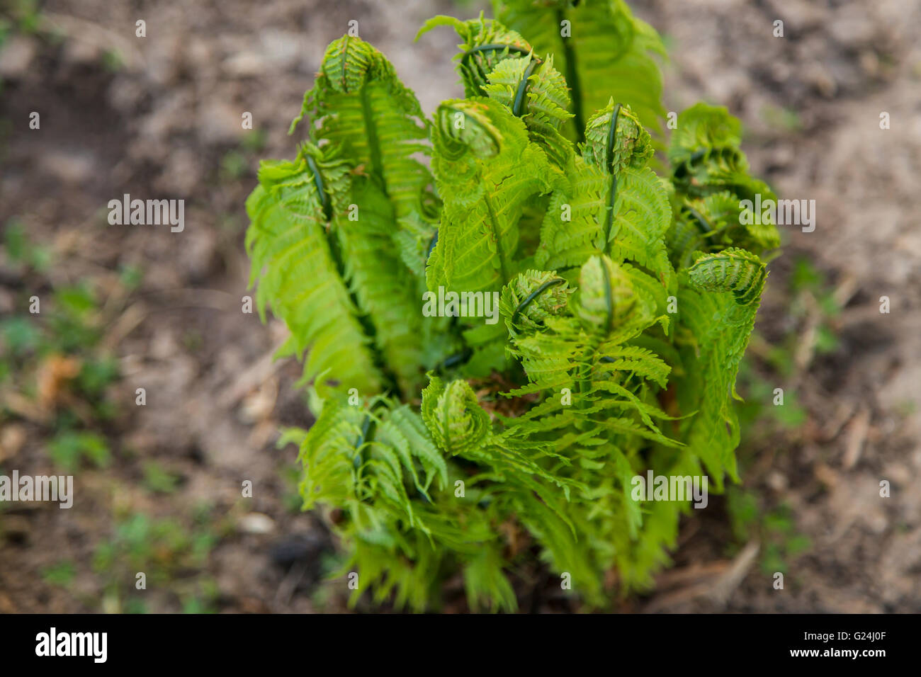 Young fern sprouts hi-res stock photography and images - Alamy